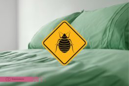 Phymatous Rosacea Treatments, Causes, Symptoms - RemoteDerm